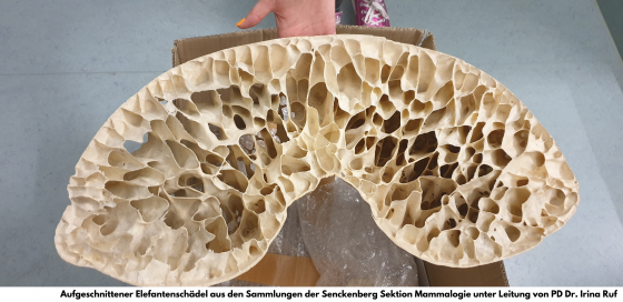 Impressionen aus der Säugetierkunde als Anregungen für die Technik - 3D ...